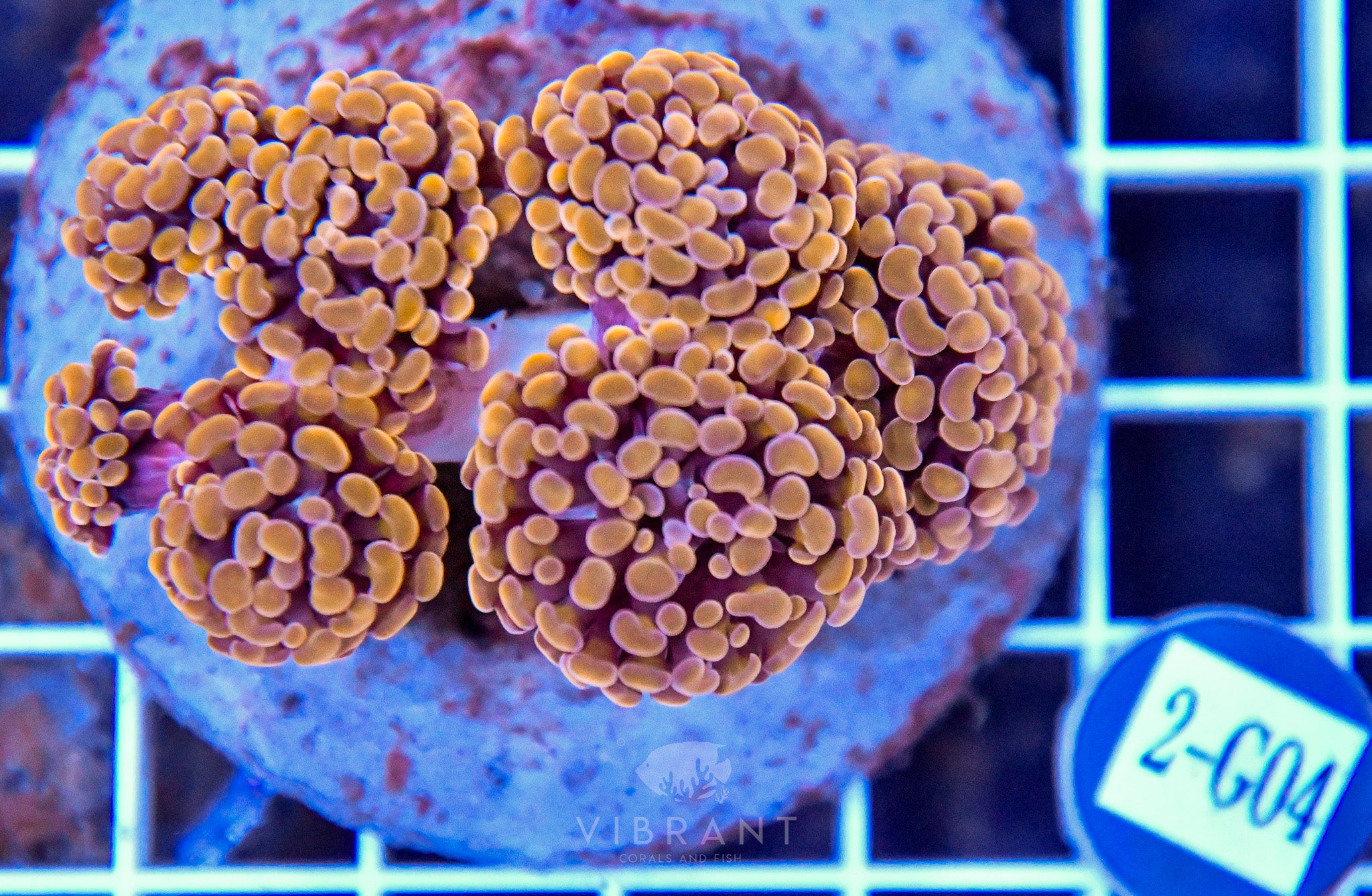 Hammer Branching INDO