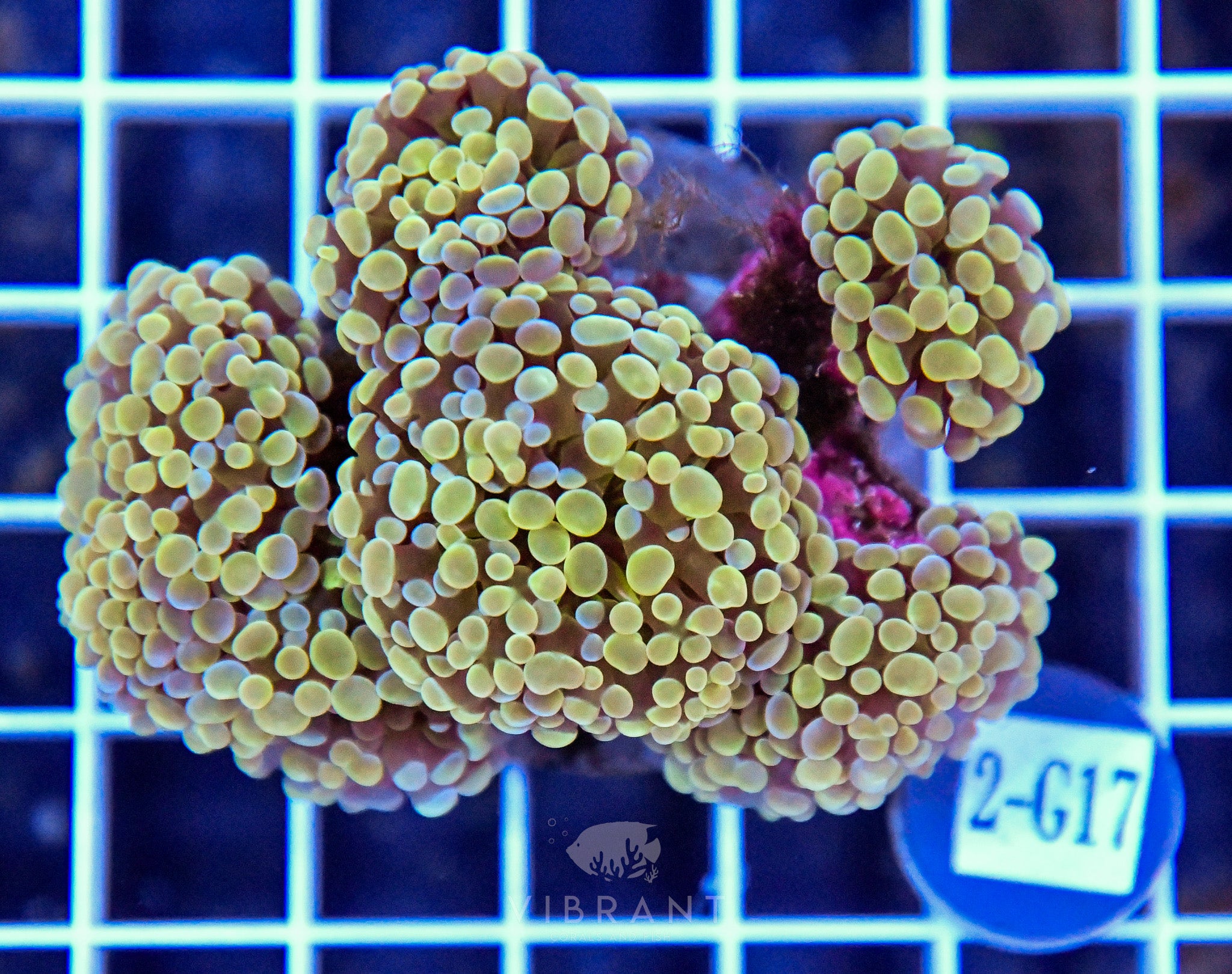 Hammer Branching INDO