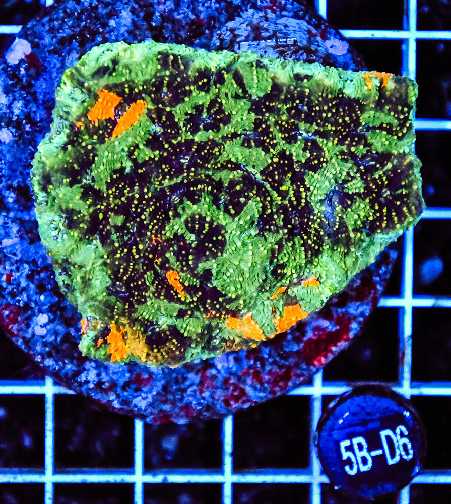 Acans, Bowerbankis, Micromussa and Echinatas