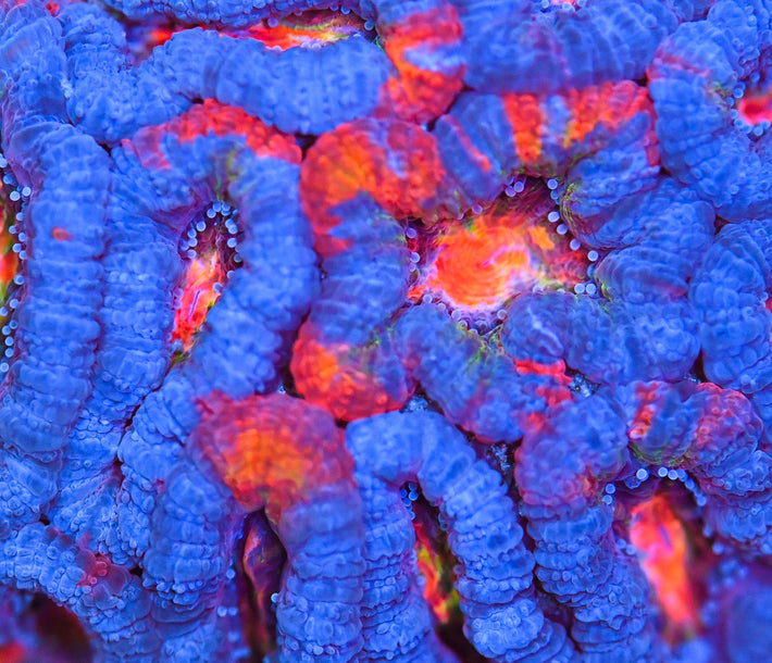 Clove Polyp INDO