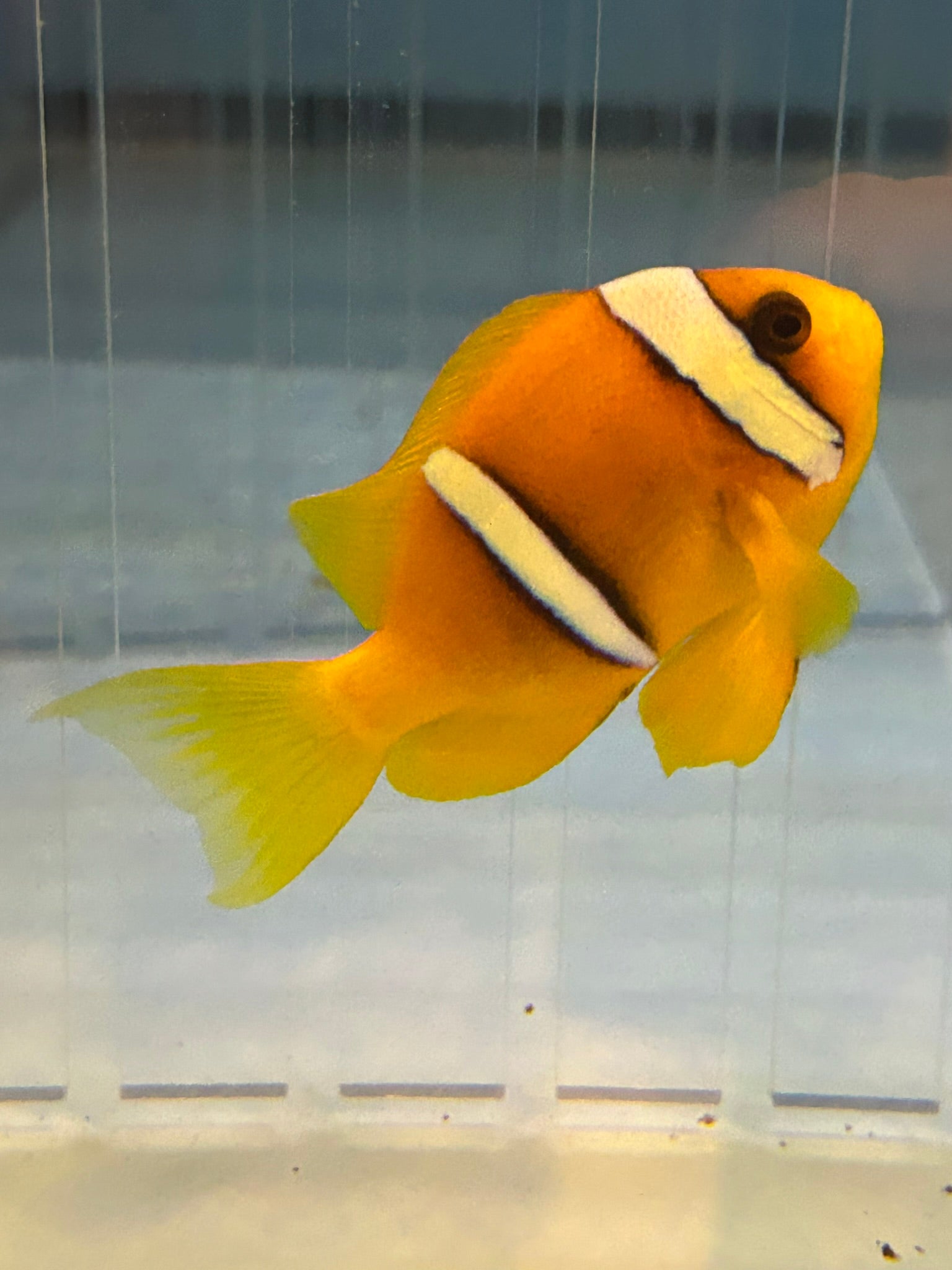 Two Banded Clownfish PAIR (Amphiprion bicinctus) SAMPLE