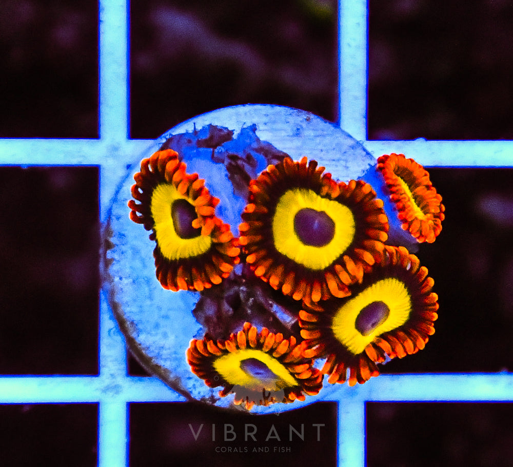 Zoa