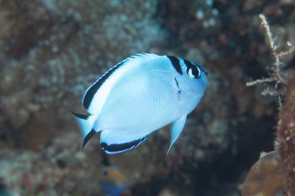 Watanabei Angelfish, Female (Genicanthus watanabei)
